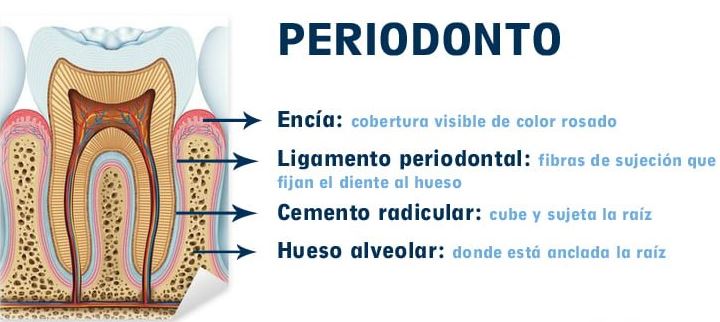 ¿Sabes qué es el periodonto? | Clínica Dental Mozas