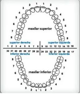 Cuántos dientes tiene un adulto - Clínica Dental Mozas