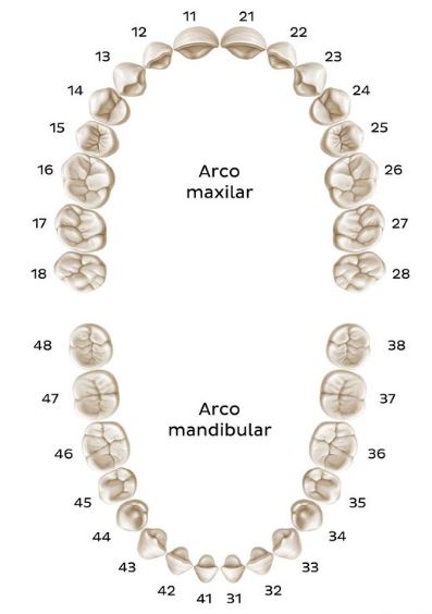 Cuántos dientes tiene un adulto - Clínica Dental Mozas